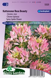 Kattensnor / Cleome kopen? | Zaden online bestellen
